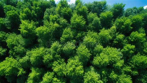 Green Top View Of Trees Stock Image Image Of Dense 369152307