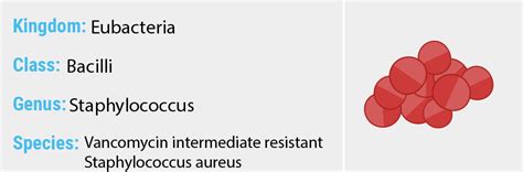 Vancomycin Intermediateresistant Staphylococcus Aureus Quip Labs