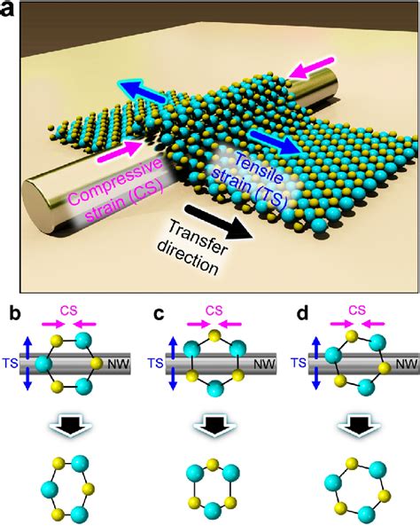 1d Nw Induced Lattice Deformation In 1l Mos 2 A Schematic Of Local
