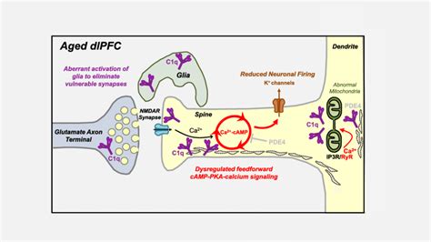 Of Age Related Alterations In Complement Cascade C1q Signaling In DlPFC Download Scientific
