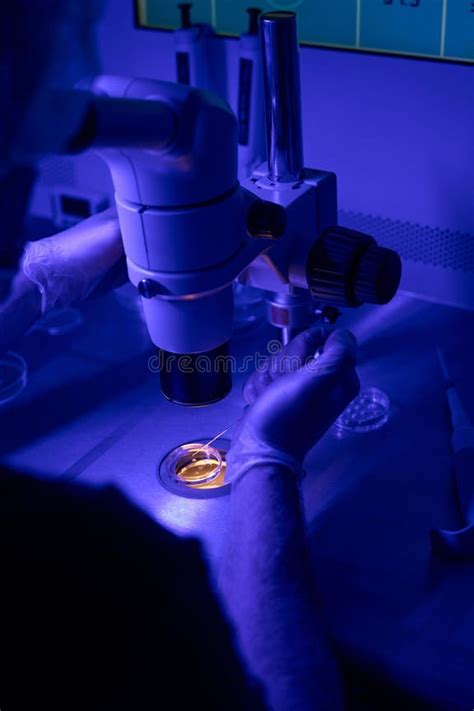 Genetic Laboratory Technician Making Intracytoplasmic Sperm Injection Stock Image Image Of