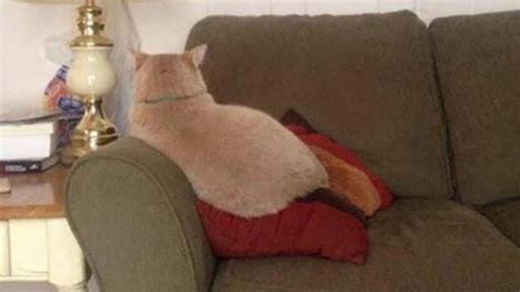 Create Meme Offended Cat Cat Offended The Cat Turned Away Offended