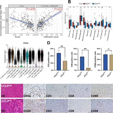 Ccl5 Modulated The Intratumoral Infiltration Level Of Cd8 T Cells Download Scientific