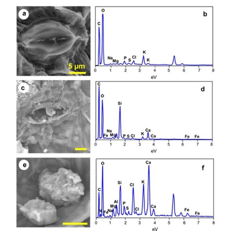 Scanning Electron Microscopy Sem And Energy Dispersive X Ray