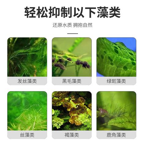 鱼缸里都是褐藻没绿藻 鱼缸长褐藻不绿 鱼缸绿藻 大山谷图库