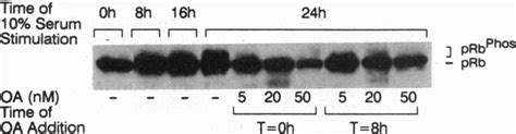 Okadaic Acid Regulation Of Serum Induced Prb Phosphorylation