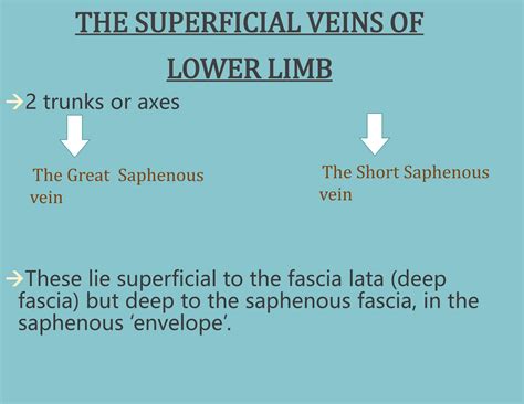 Lower Limb Veins Anatomy Venous Drainage Of Lower Limpptx
