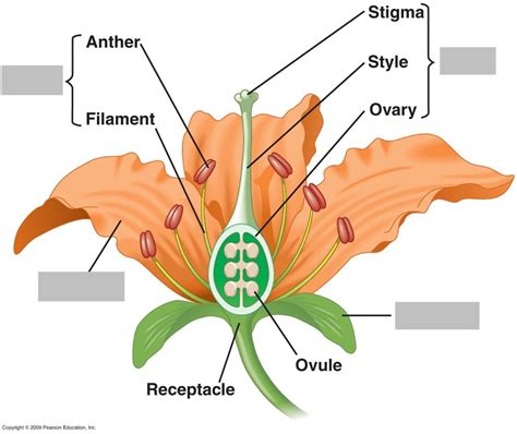 Chapter 26 Plants And Fungi Diagram Quizlet