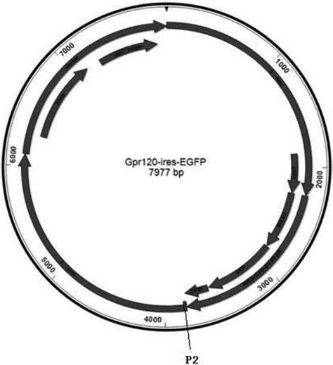 Mouse Model Construction Method Of Egfp Labeled Gpr120 Positive Cells