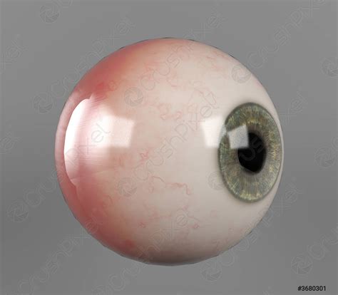 Eyeball Humano Realista Pupila De Iris Verde Aislada Foto De Stock