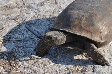 Gopher Tortoise Hatchlings