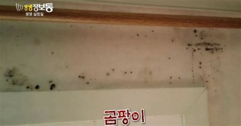 여름철 집안 습기 가득베란다 곰팡이 제거 방법은