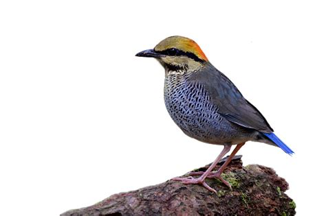 스 트 라이프와 아름 다운 회색 새 배 꼬리에 고립 된 흰색 배경 청색 Pitta 의 여성 부리에서 로그 세부에 Perching 노란색과 빨간색 머리 깃털에 대한 스톡 사진