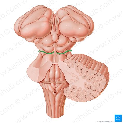 Trochlear Nerve 6841 Kenhub Image License Store