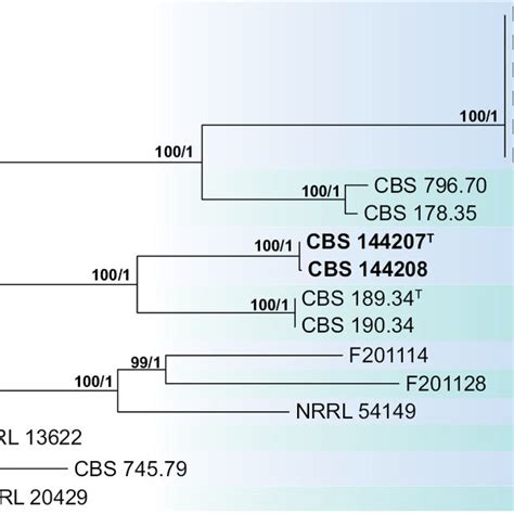 maximum likelihood ml phylogram obtained from combined rpb1 and rpb2