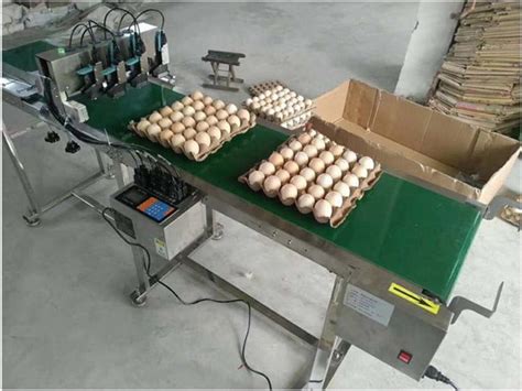 Why Do Eggs Need To Be Coded With An Egg Coder Machine