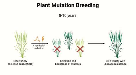 mutation breeding mutations in crop improvement biology notes online