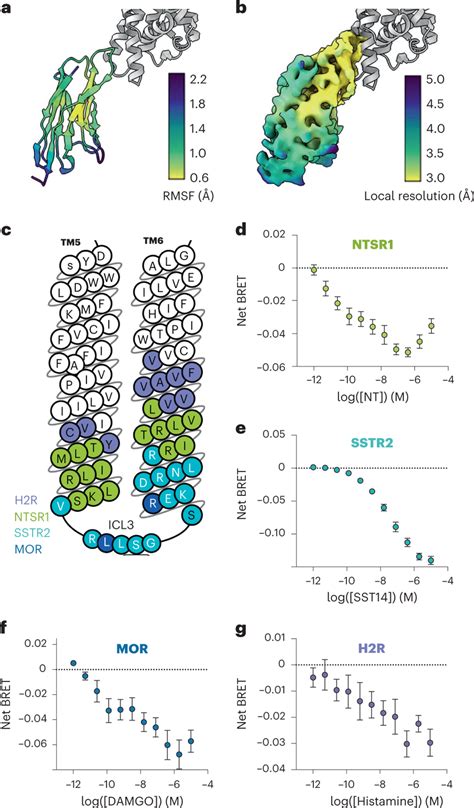 Construct Design And Evaluation For Inactive State Gpcr Structure