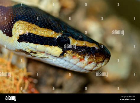 Python Head Side View