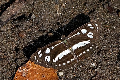 Phaedyma Columella Bugsalive