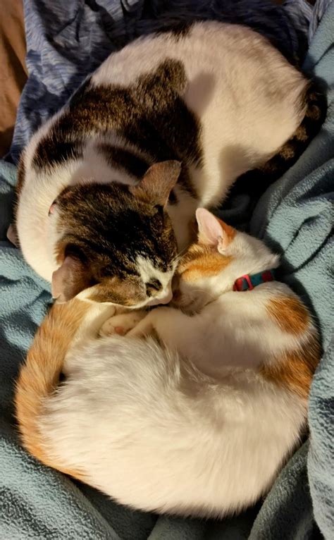 I Think My Girls Love Each Other 😻😻 R Bondedpairs