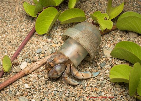 Incredible Photos Of The Hermit Crabs Who Live In Trash Atlas Obscura