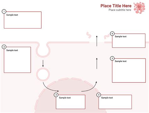 Endocytosis And Exocytosis With Membrane Rupture Layout Biorender Science Templates