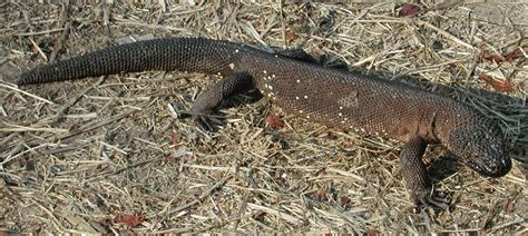 Photo Gallery Gilas And Beadeds Heloderma Horridum