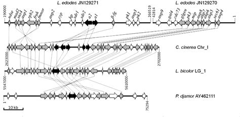 Table 1 From The Genetic Structure Of The A Mating Type Locus Of