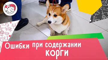 Можно ли держать корги в квартире? Всего ответов: 25