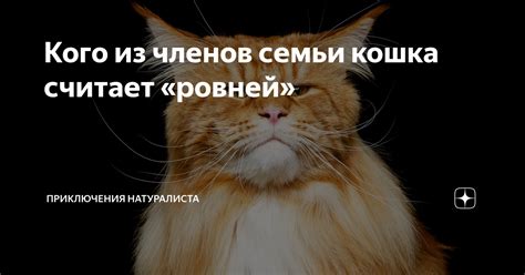Кого из членов семьи кошка считает «ровней» | Приключения натуралиста ...