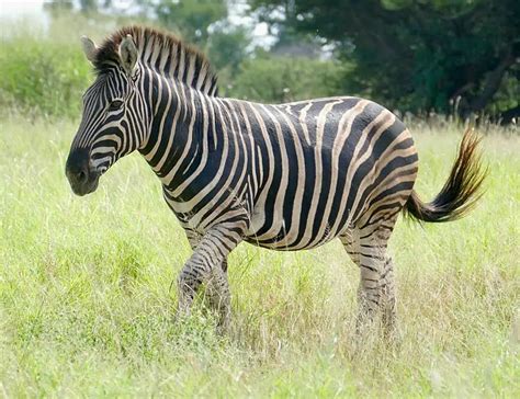 3 Types Of Zebras Species Facts And Photos
