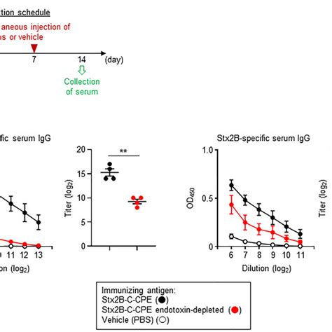 Endotoxin Contamination And Immunogenicity Of Stx2b C Cpe A