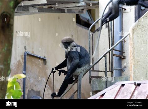 Purple Faced Langur Is South Subspecies Semnopithecus Vetulus Vetulus Endemic Species To Sri