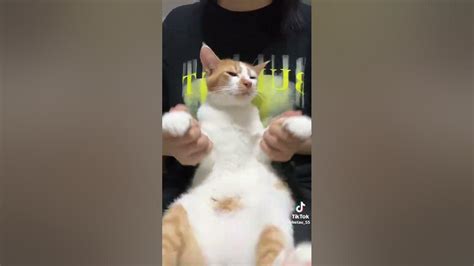 Gato Uwu Youtube