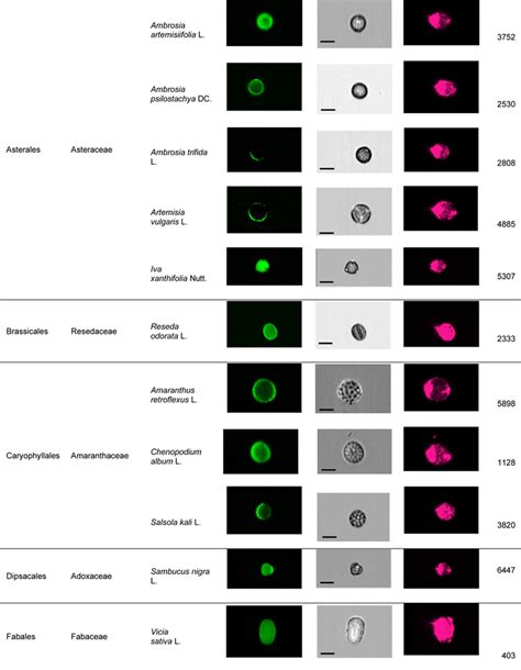 deductive automated pollen classification in environmental samples via
