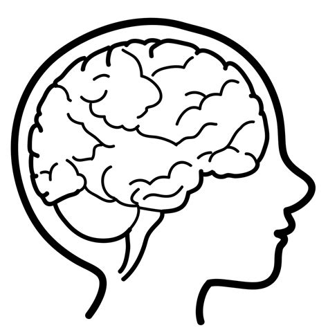 Brain Drawing With Labels At Getdrawings Free Download