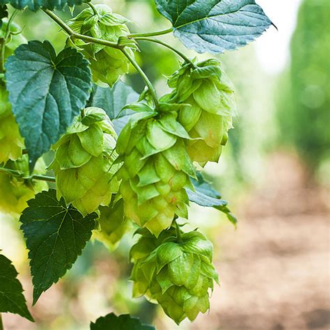 Hoss Fun Facts On Hops 🌱theyre High In Antioxidants Facebook