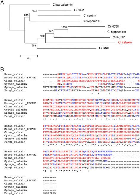 Calaxin Is An Opisthokont Specific Ca 2 Sensor A A Phylogenetic Download Scientific Diagram