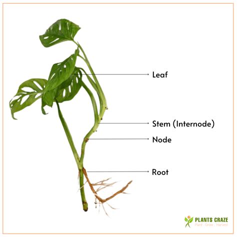 Monstera Albo Node Care And Transplanting Tips