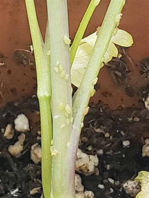 What Are These Bugs On My Indoor Calla Lily And How Do I Get Rid Of