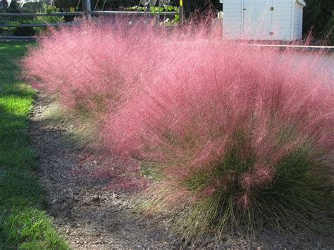 Muhlenbergia Capillaris Backyard Grass Landscaping Cotton Candy