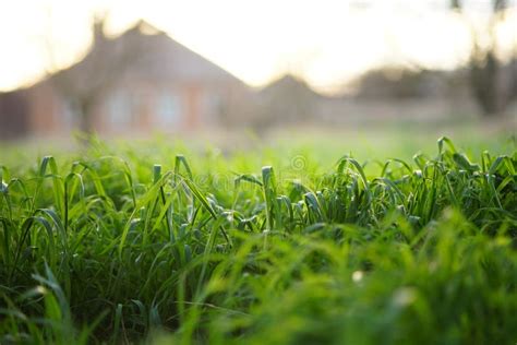 Fresh Green Grass Grow In A Spring Field Stock Image Image Of Energy