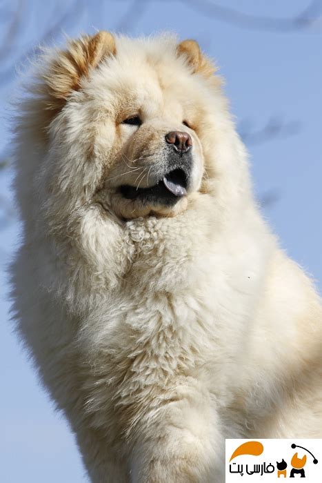 خرید سگ چاو چاو مشخصات کامل و فروش با بهترین قیمت فارسی پت