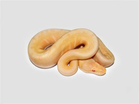 Morph List World Of Ball Pythons Morph List World Of Ball Pythons