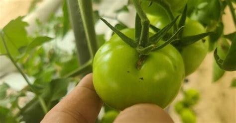 논산시 토마토재배 농가 토마토뿔나방병 비상