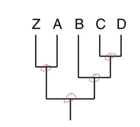 Chapter 23 Flashcards Quizlet