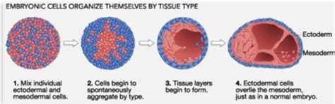 8 1 Cell Adhesion Molecules Flashcards Quizlet