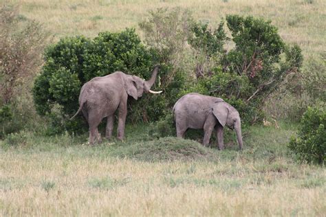 African Elephant And Calf An African Elephant Feeding On A Flickr