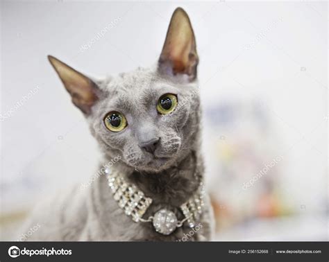 Cornish Rex Cat